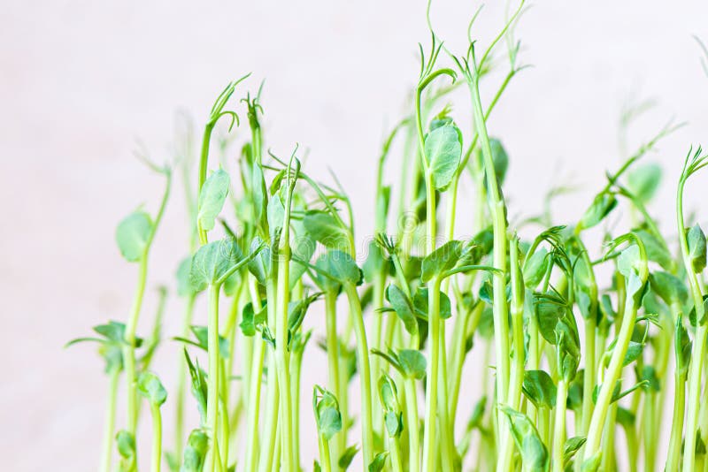 Sprouted Peas in the Tray. Fresh Green Salad of Pea Shoots Stock Photo ...