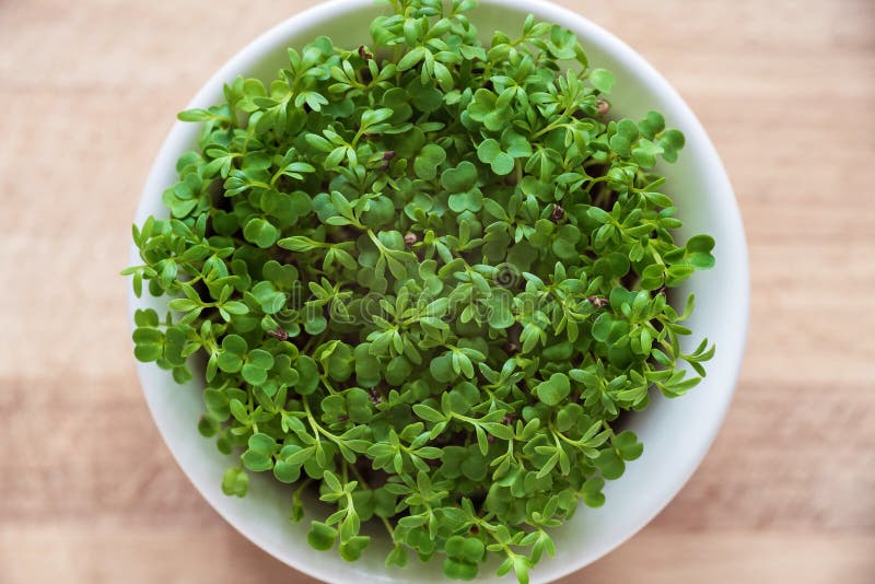 Microgreens Growing in a White Bowl, Vegetable Greens, Young Sprouts ...