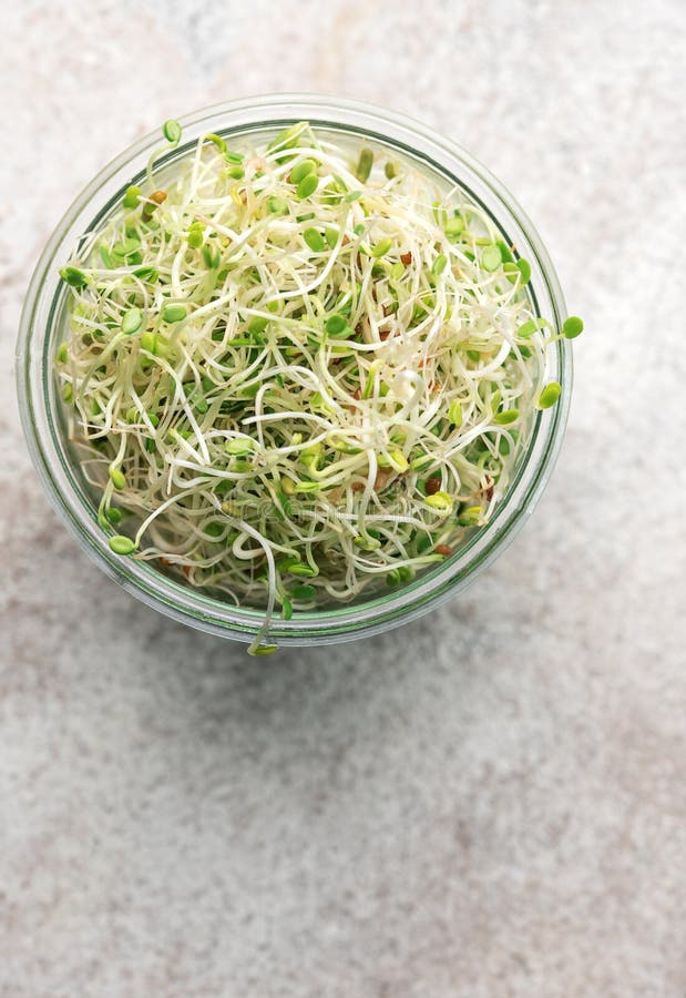 Microgreens grown in a jar stock photo. Image of seeds - 294248174