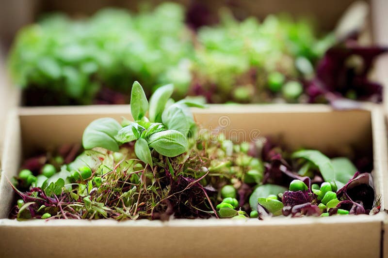 Microgreens Grown in Special Boxes for Use in Cooking Stock ...
