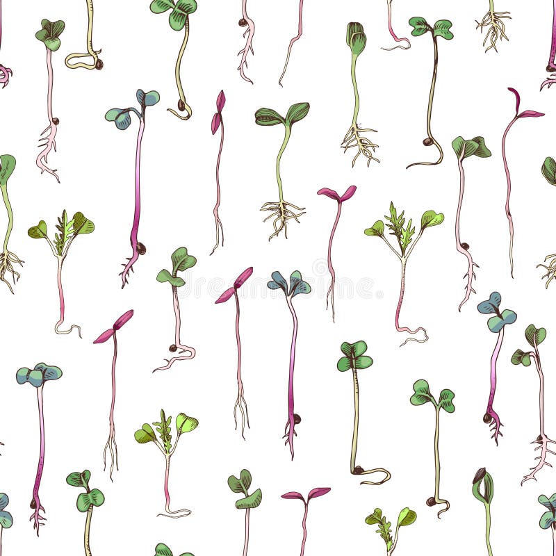 Microgreens Hand Drawn Seamless Pattern Stock Vector - Illustration of ...