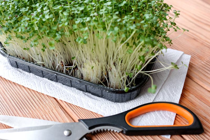 Microgreens at Home. Young Edible Sprouts of Cabbage in a Container ...