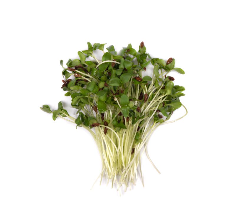 Microgreens Linen Green Fresh Leaves, Isolated on White Background ...