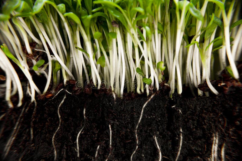 Microgreens with Roots, Close Up. Sprouted Peas. Ecological Cultivation ...