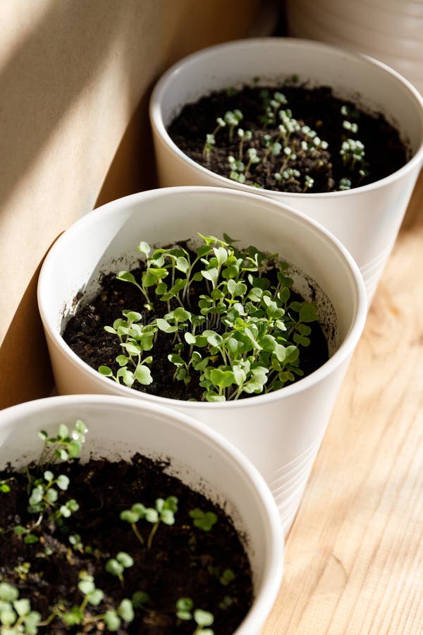 Microgreens for Salad, Growing Vegetables in Pots Stock Image - Image ...