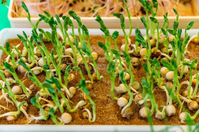 Sprouted Beans in a Container Close-up. Microgreens with Seeds and ...