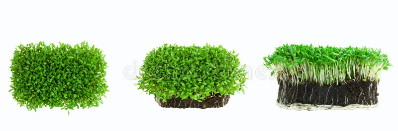 Microgreens Sprout Isolated on White Background, View from Different ...