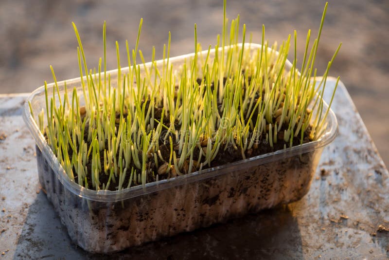 Microgreens. Sprouted Grains of Wheat Stock Photo - Image of organic ...