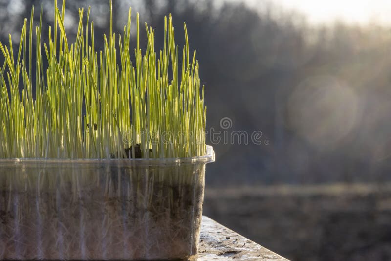 Microgreens. Sprouted Grains of Wheat Stock Image - Image of lush ...