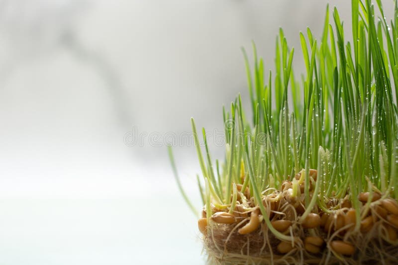 Microgreens of Sprouted Wheat with a Root System. Macro Photo Stock ...