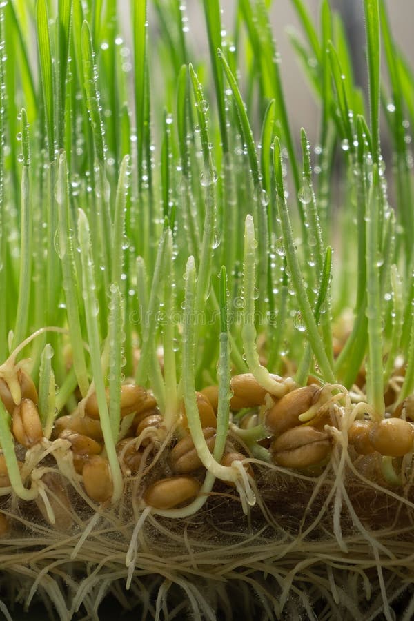 Microgreens of Sprouted Wheat with a Root System. Macro Photo Stock ...