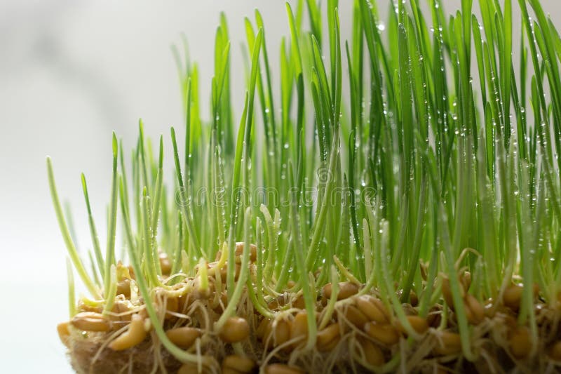 Microgreens of Sprouted Wheat with a Root System. Macro Photo Stock ...