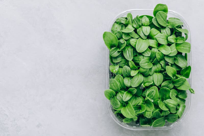 Microgreens. Superfood Microgreen Sprouts in Plastic Container Close-up ...