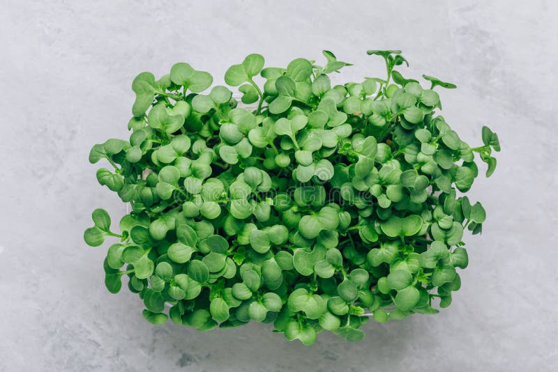 Microgreens. Superfood Microgreen Sprouts in Plastic Container Close-up ...