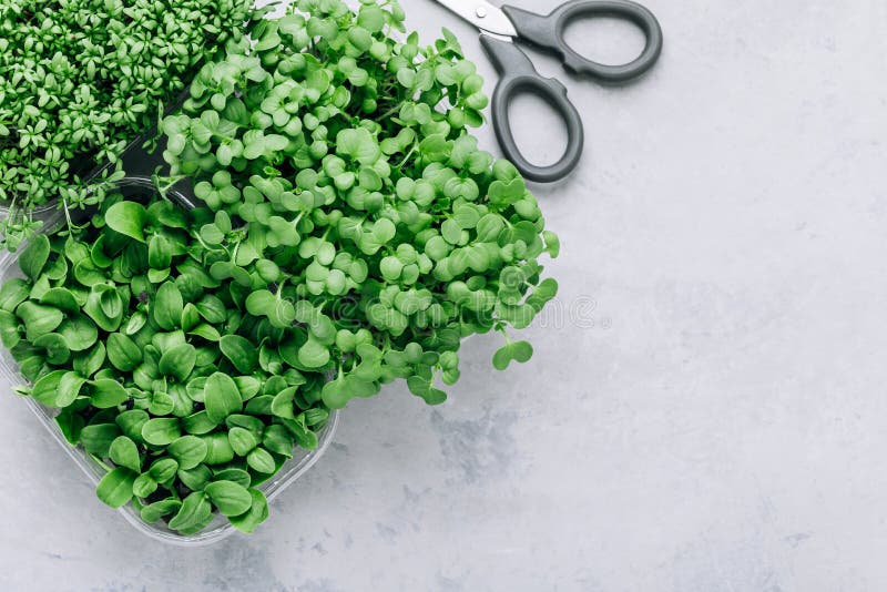 Microgreens. Superfood Microgreen Sprouts in Plastic Container Close-up ...