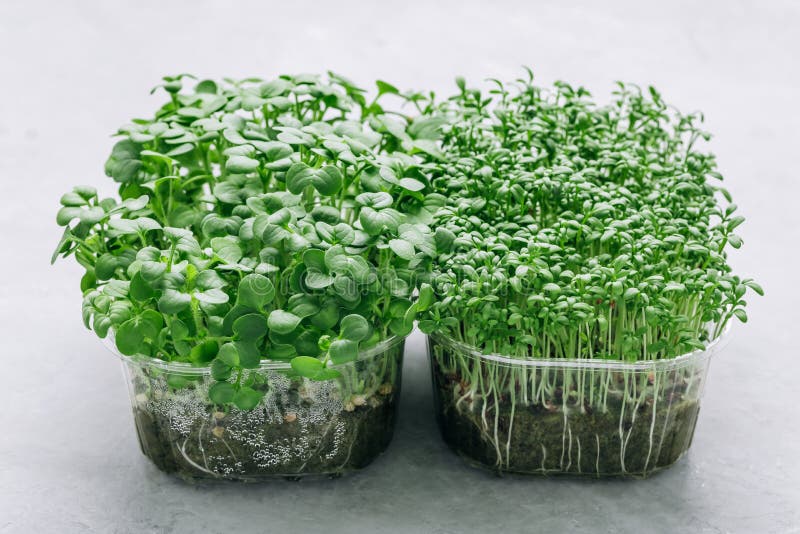 Microgreens. Superfood Microgreen Sprouts in Plastic Containers Stock ...