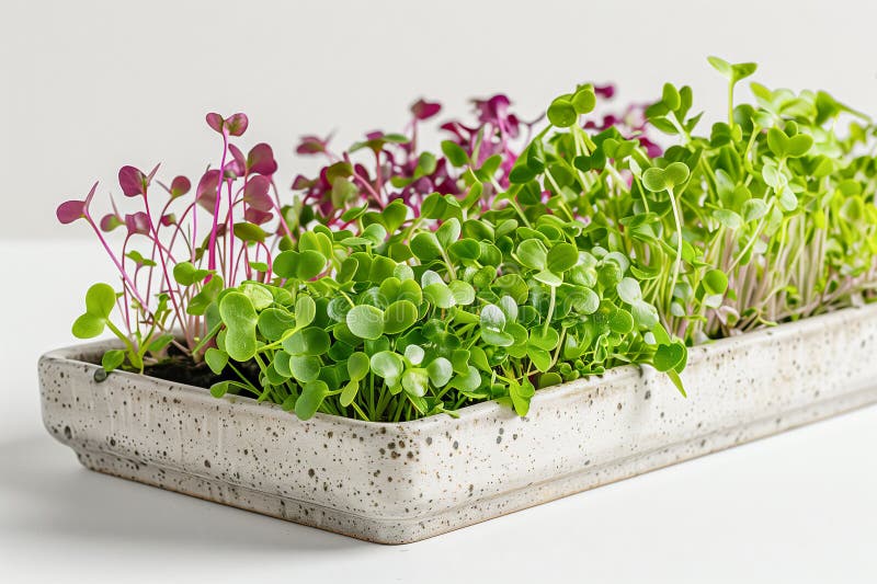 Microgreens in a tray stock photo. Image of growing - 320410630