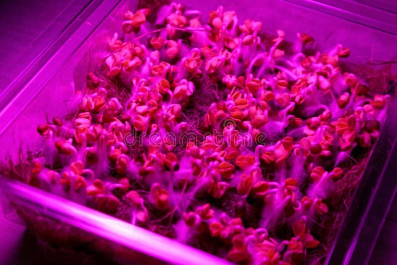 Microgreens Under Special Ultraviolet Light that Stimulates the Growth ...
