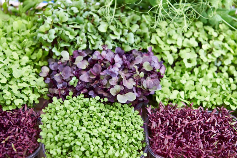 Microgreens Vegetable Greens Stock Photo - Image of ecological, natural ...