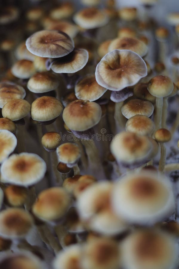 Microgrowing of Psilocybe Cubensis Mushrooms. Mycelium of Psilocybin ...