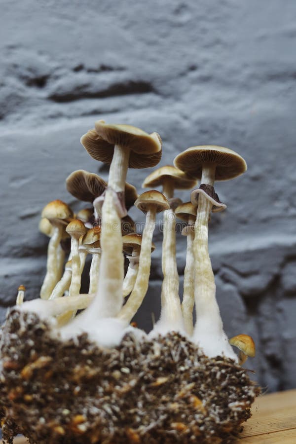 Microgrowing of Psilocybe Cubensis Mushrooms. Mycelium of Psilocybin ...