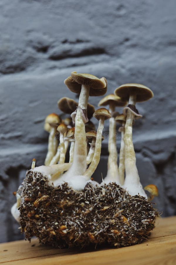 Microgrowing of Psilocybe Cubensis Mushrooms. Mycelium of Psilocybin ...