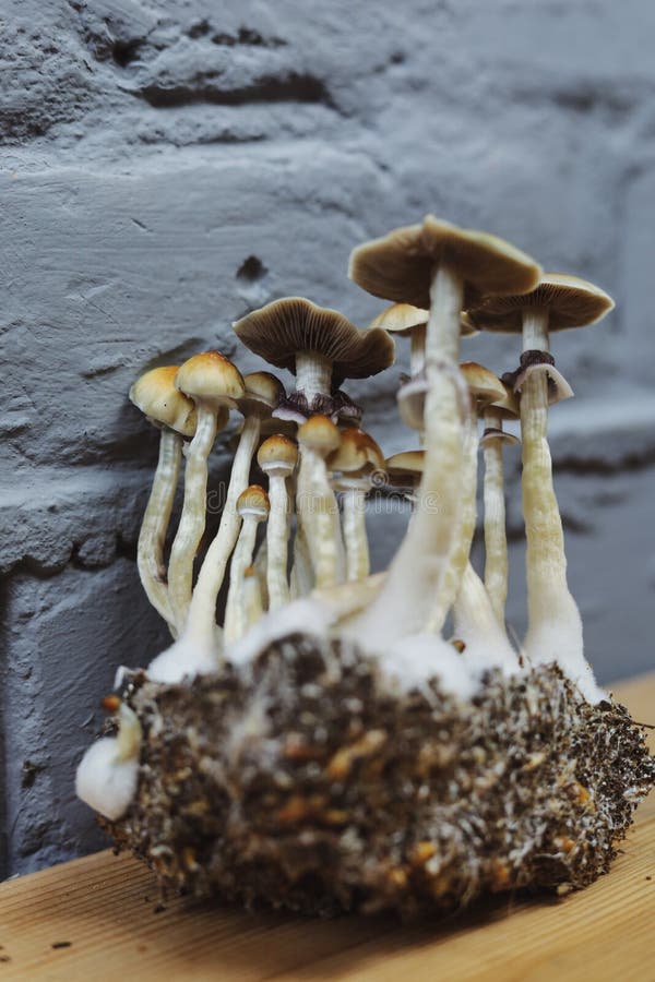 Microgrowing of Psilocybe Cubensis Mushrooms. Mycelium of Psilocybin ...