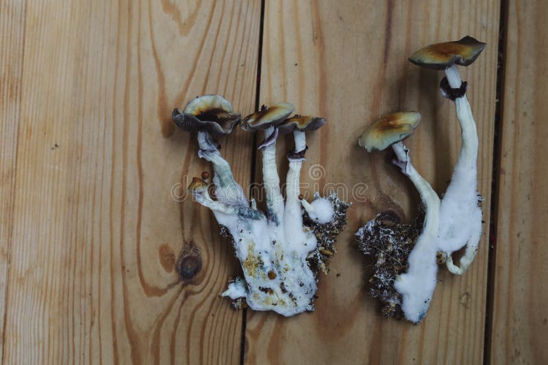 Microgrowing of Psilocybe Cubensis Mushrooms. Mycelium of Psilocybin ...