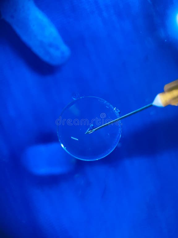 Microinjection into Egg Cell Under Microscope Stock Image - Image of ...