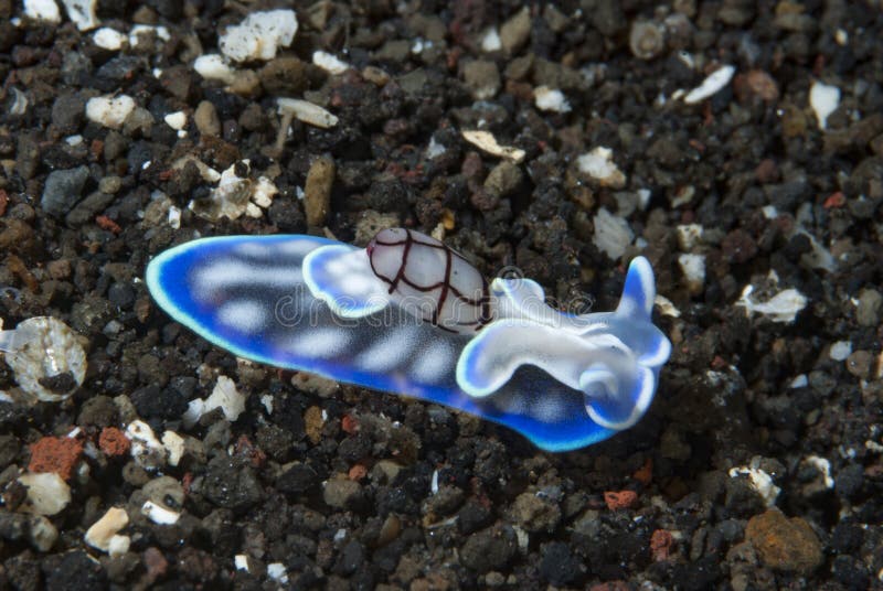 Micromelo Cf. Undata Sea Slug Stock Photo - Image of biodiversity ...