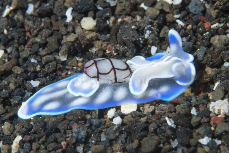 Micromelo Cf. Undata Sea Slug Stock Photo - Image of biology, slug ...