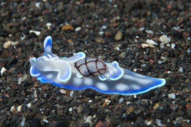 Micromelo Cf. Undata Sea Slug Stock Photo - Image of lens, headshield ...