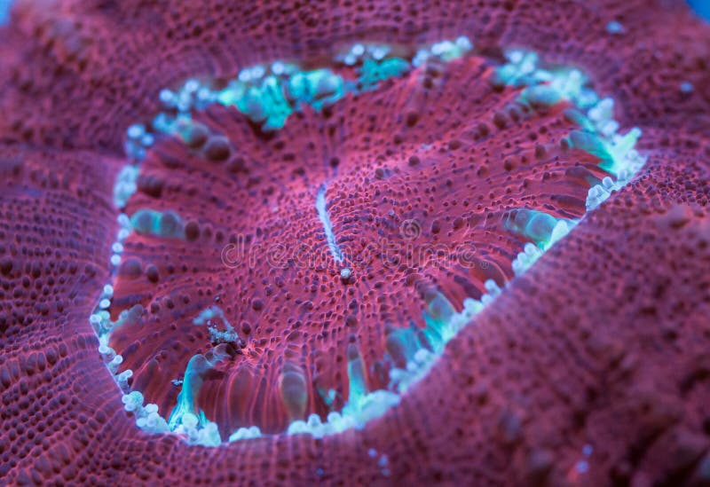 Micromussa Brain Coral stock image. Image of aquarium - 163557919