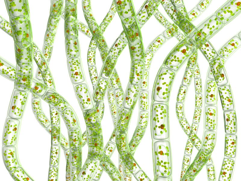 Microorganism Algae stock illustration. Illustration of science - 80246423