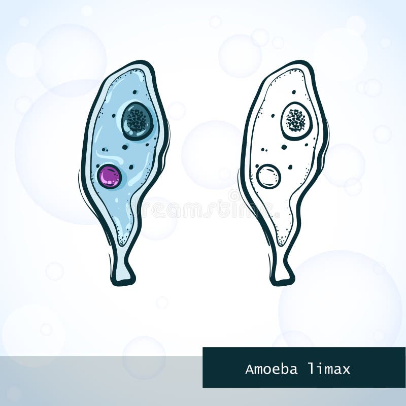 Amoeba Stock Illustrations – 5,616 Amoeba Stock Illustrations, Vectors ...