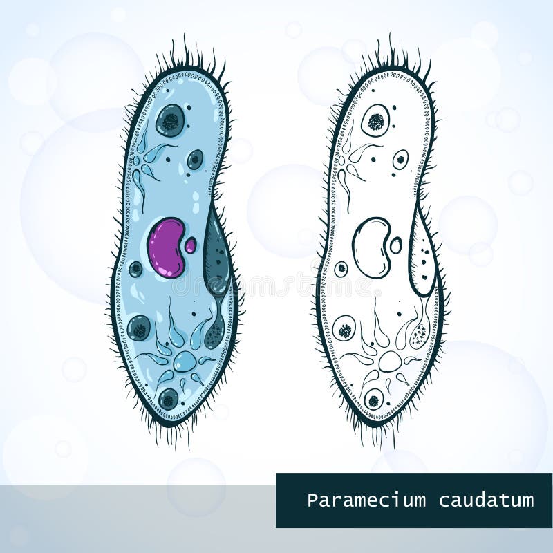 Structure of a paramecium stock vector. Illustration of cell - 34433518