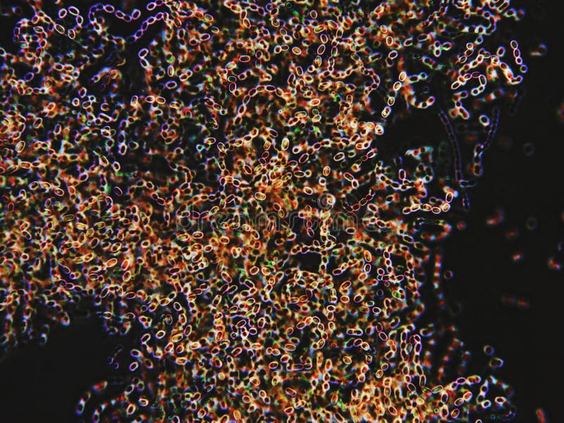 Microorganism or Virus Cells, Algae Microorganism Cells Under ...