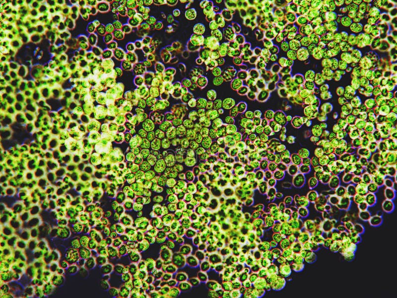 216 Algae Cells Under Microscope Stock Photos - Free & Royalty-Free ...