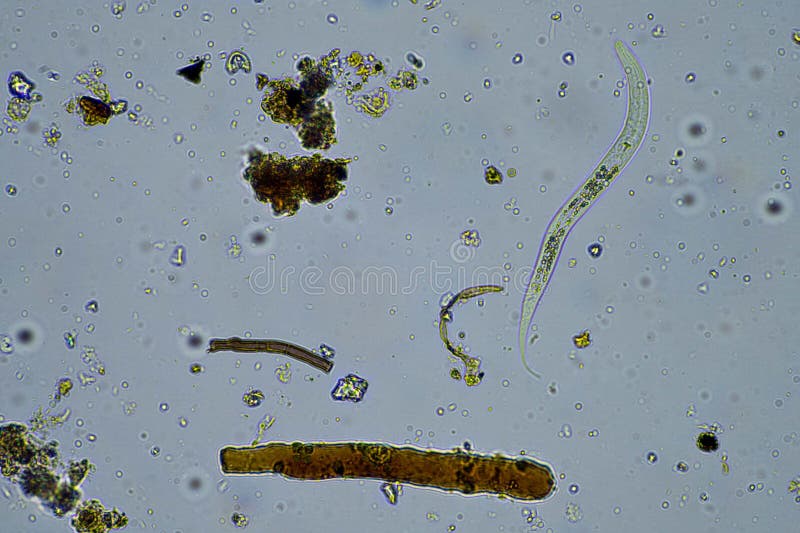 Microorganisms and Soil Biology, with Nematodes and Fungi Under the ...