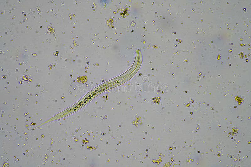 Microorganisms and Soil Biology, with Nematodes and Fungi Under the ...