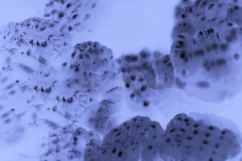 Microorganisms Under a Microscope. Microbiology and Health Stock Photo ...