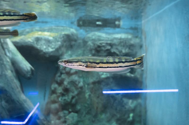 Poisson-serpent Dans L'aquarium. Poisson D'eau Douce Image stock ...