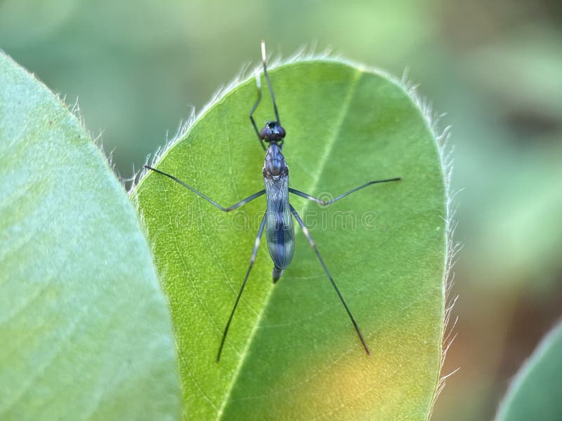 Micropeza Corrigiola Insect Leaf Close Up Stock Photos - Free & Royalty ...