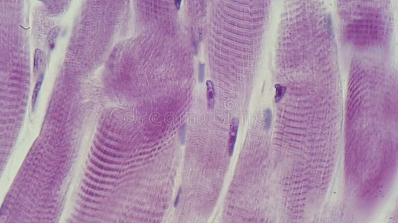 Skeletal Muscle Cells Under Microscope