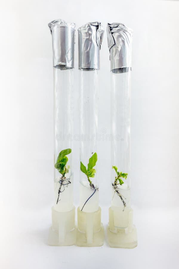 Microplants of Cloned Oak in Test Tubes with Nutrient Medium Using ...