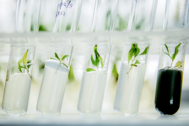 Microplants of Cloned Poplar in Vitro in a Nutrient Medium Stock Photo ...