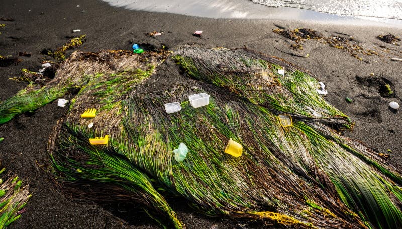 Microplastics between Seaweed on the Sandy Beach Stock Illustration ...