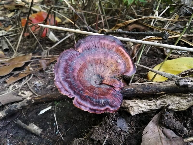 Microporus Xanthopus, Yellow-footed Polypore on Nature Background Stock ...