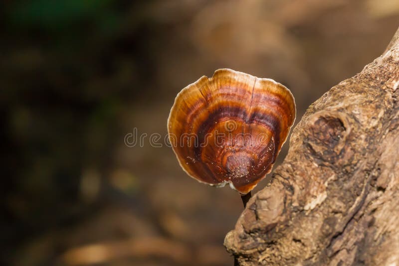 Microporus xanthopus stock photo. Image of boletus, edible - 35963326