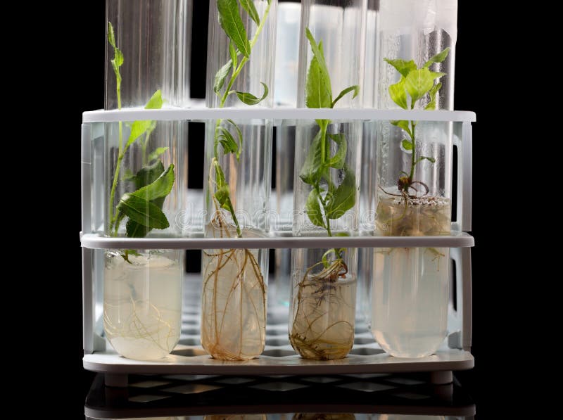 Micropropagation Plants in Vitro. Stock Image - Image of plant, black ...